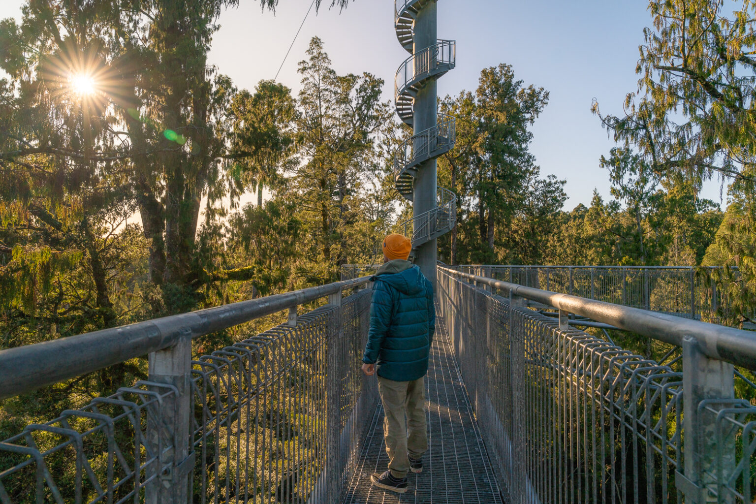 Hokitika’s Rainforests: Native Flora and Fauna Wonders